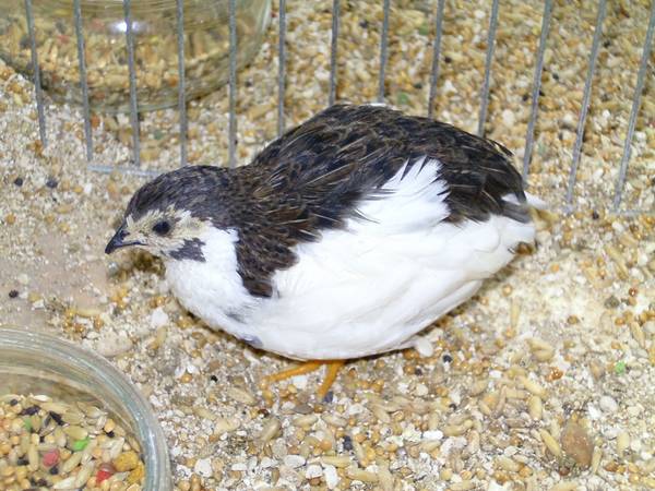 LA CAILLE DE CHINE - L'Oisillon - La Boutique Oiseaux