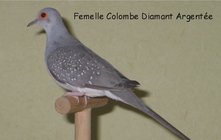 LA COLOMBE DIAMANT - L'Oisillon - La Boutique Oiseaux