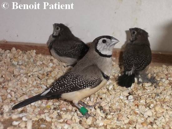 LE DIAMANT DE BICHENOV - L'Oisillon - La Boutique Oiseaux