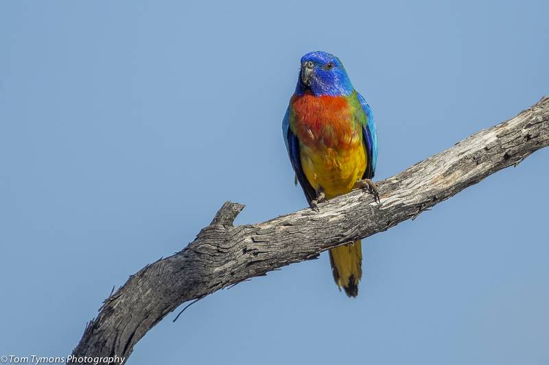 LA PERRUCHE SPLENDIDE - L'Oisillon - La Boutique Oiseaux