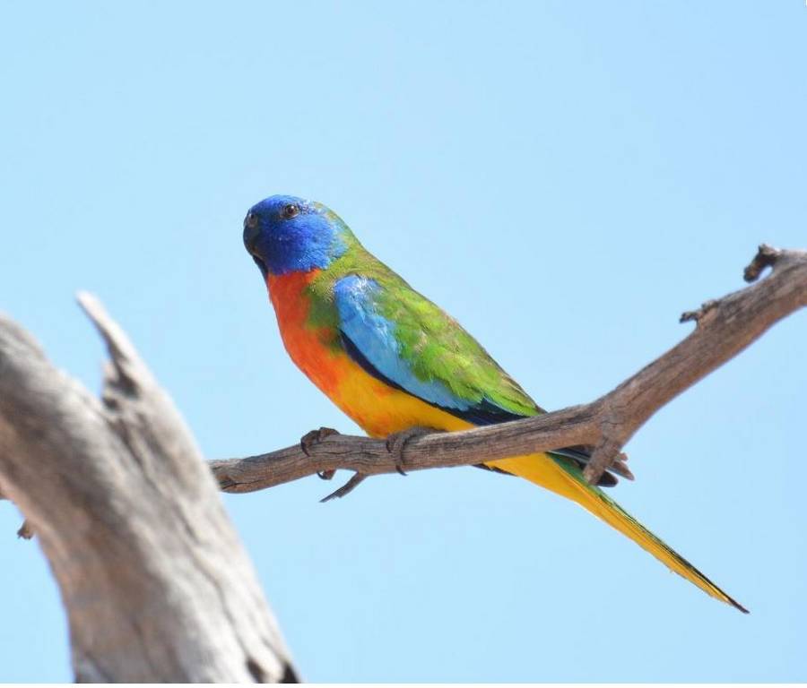 LA PERRUCHE SPLENDIDE - L'Oisillon - La Boutique Oiseaux