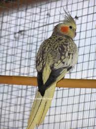 LA PERRUCHE CALOPSITTE - L'Oisillon - La Boutique Oiseaux