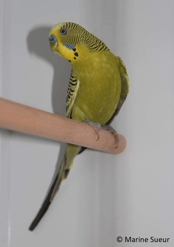 LES MUTATIONS DE LA PERRUCHE ONDULÉE - L'Oisillon - La Boutique Oiseaux