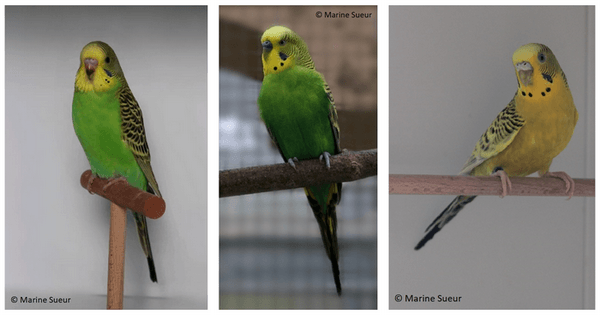 LES MUTATIONS DE LA PERRUCHE ONDULÉE - L'Oisillon - La Boutique Oiseaux