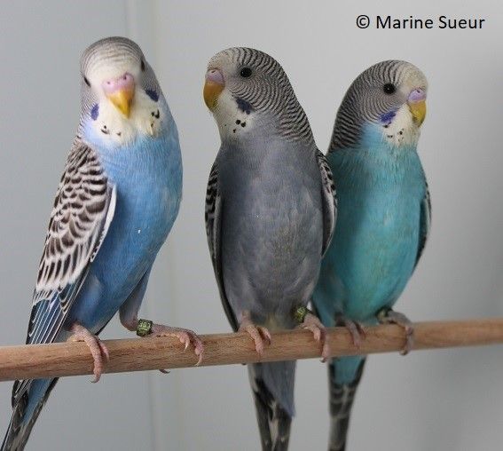 LES MUTATIONS DE LA PERRUCHE ONDULÉE - L'Oisillon - La Boutique Oiseaux