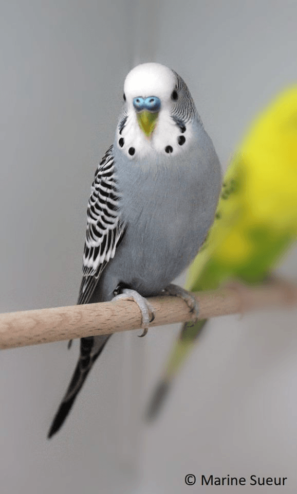 LES MUTATIONS DE LA PERRUCHE ONDULÉE - L'Oisillon - La Boutique Oiseaux