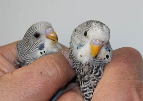 LES MUTATIONS DE LA PERRUCHE ONDULÉE - L'Oisillon - La Boutique Oiseaux
