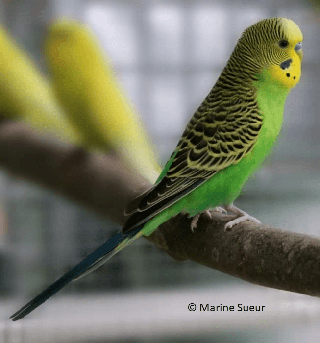 LES MUTATIONS DE LA PERRUCHE ONDULÉE - L'Oisillon - La Boutique Oiseaux