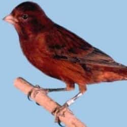 LE CANARI BRONZE - L'Oisillon - La Boutique Oiseaux