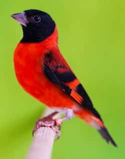 LE CHARDONNERET ROUGE OU TARIN ROUGE DU VENEZUELA - L'Oisillon - La ...